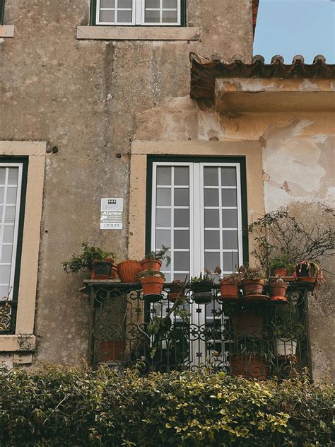 Copy Space 개량 건축 경치 골동품 관념적인 교수형 재배자 구성 기후 꽃 꽃 장식 남쪽 녹지 다채로운 단순함 데이지 디스플레이 라이프