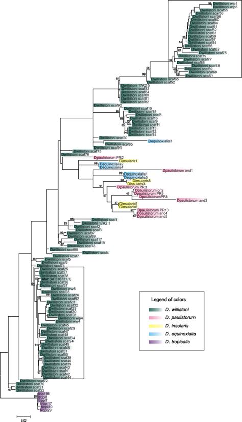 Marneighbor Joining Tree Bootstrap Values Are Shown At The Nodes