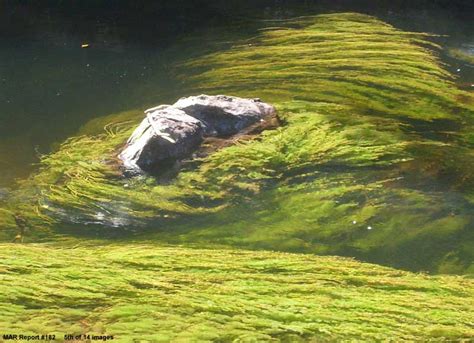 Mars Algae Like Bio Life