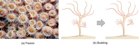 Reproduction Methods Biology For Majors Ii