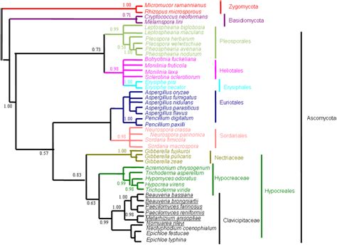 Bayesian Metropolis Coupled Markov Chain Monte Carlo Mcmcmc Fungal