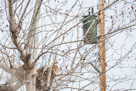 The Most Common Types Of Trees In Alberta Pevach Corp