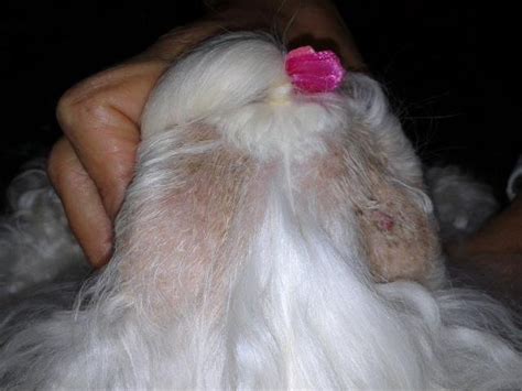 Adenite SebÁcea Em CÃes Equalis Veterinaria