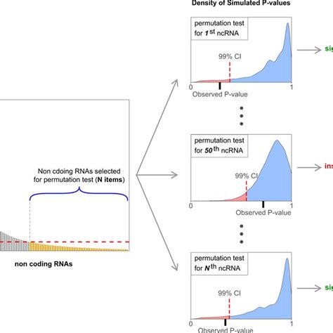 A Schematic Of Permutation Process To Identify Significantly Mutated Download Scientific