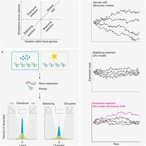 Approaches To Detect Selection On Gene Expression A Gene Expression