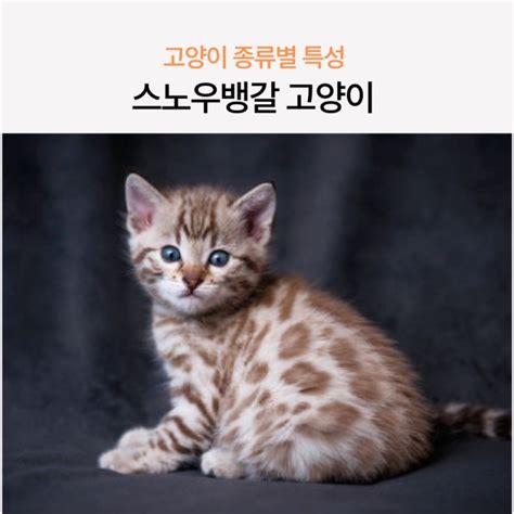 야생미 넘치는 털을 가지고 있는 스노우뱅갈 고양이 성격과 특징 네이버 블로그 야생미 넘치는 털을 가지고 있는 스노우뱅갈 고양이 성격과 특징 네이버 블로그