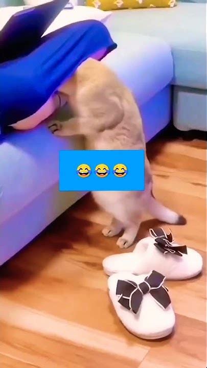 مقطع مضحك وسخ 18 Youtube