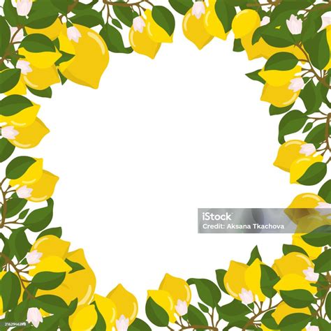 레몬 나뭇가지와 레몬의 테두리 감귤류 과일의 구성 흰색 배경에 고립 된 벡터 그림 감귤류 과일에 대한 스톡 벡터 아트 및 기타 이미지 감귤류 과일 개화 건강한 식생활