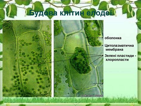 Лабораторне дослідження 1 Будова клітини листка елодеї Online Presentation