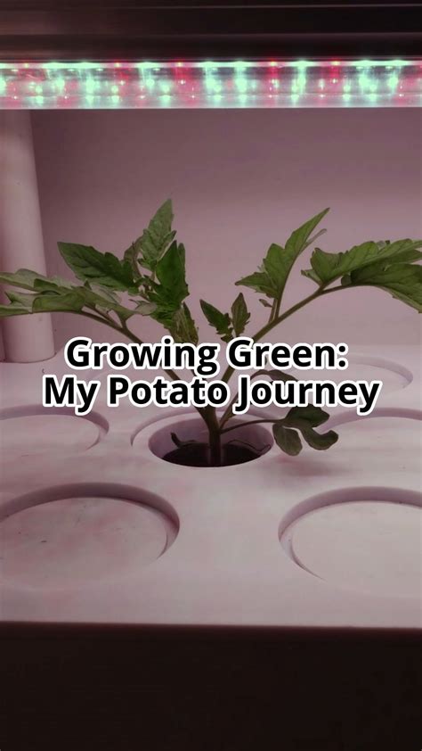 Dwarf Tomato Timelapse 2 （vegetative Stage R Tomatoes