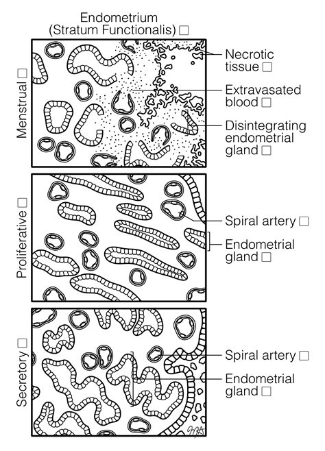 Endometrium Menstrual Proliferative And Secretory Phases Histology Coloring Book