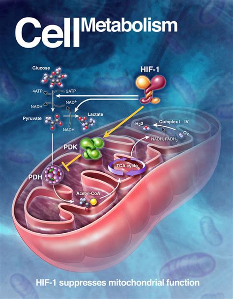 Introduction To Metabolism Cell