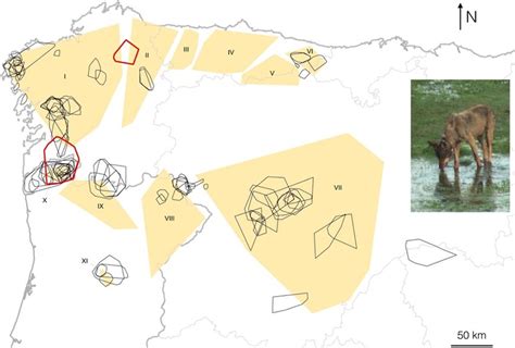 Spatial Overlap Between The Genetic Groups Identified At K 11 Orange Download Scientific
