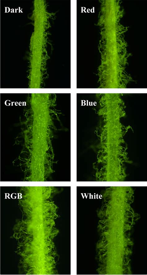 Micromorphology Of Hairy Roots Treated By Different Colors Of Led