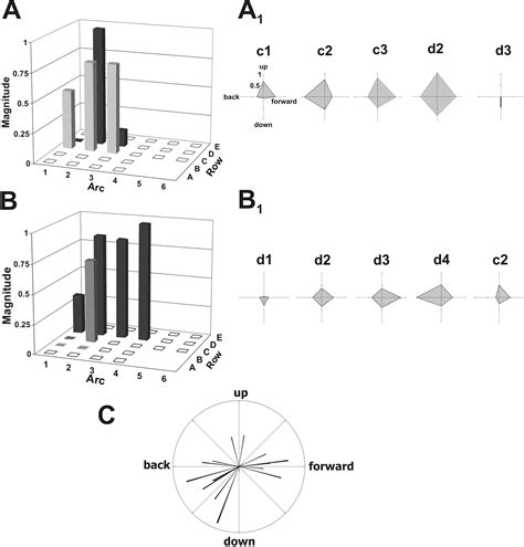 Vibrissal Responses Of Thalamic Cells That Project To The Septal Columns Of The Barrel Cortex