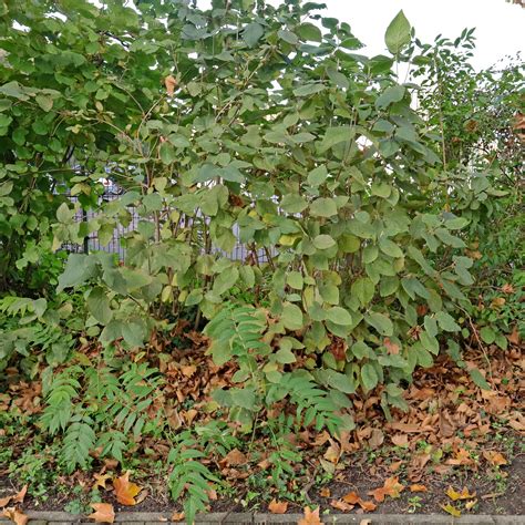 Viburnum Lantana Wayfaring Tree