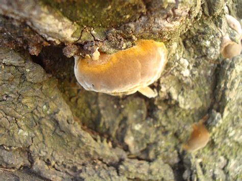 Ganoderma Adspersum Project Noah