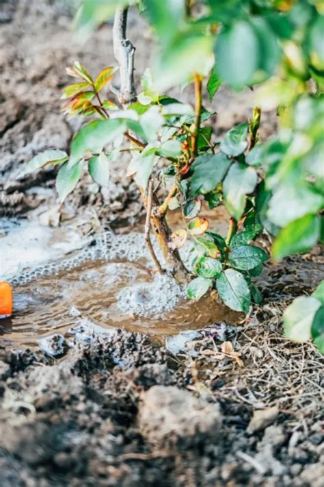 How To Fertilize Rose Bushes The Secrets To More Blooms