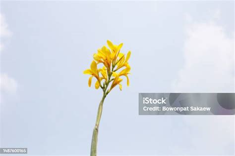 Bunga Kuning Ganyong Yang Indah Dengan Langit Biru Foto Stok Unduh Gambar Sekarang Alam