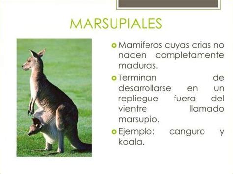 Clasificación Características Y Ejemplos De Mamíferos Placentarios