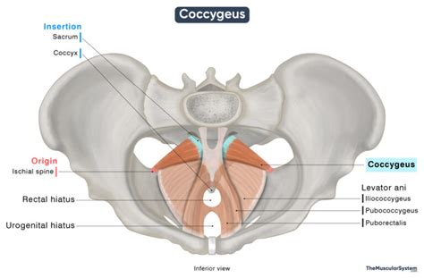 Coccygeus Origin Insertion Innervation Action Diagram