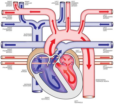 Heart Diagram And Functions Chart Circulatory System Heart H