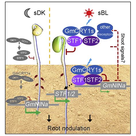 Differential Light Dependent Regulation Of Soybean Nodulation By Papilionoid Specific Hy5