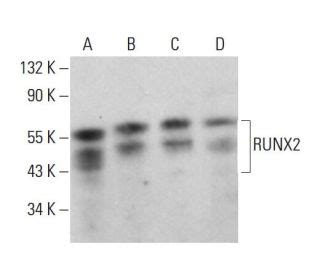 RUNX2 Antibody F 2 SCBT Santa Cruz Biotechnology