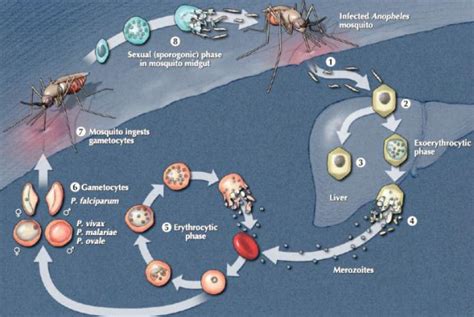 Siklus Hidup Parasit Malaria Siklus Ekso Eritrositer And Siklus Eritrositer