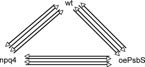 microarray experimental design hybridizations performed with samples