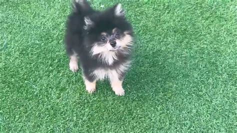 도그마루 보호소 포메라니안 덕배를 소개합니다 Youtube