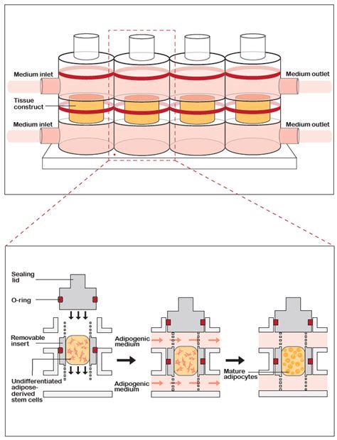 Schematic Of The Custom Designed 3d Printed Bioreactor A Download Scientific Diagram