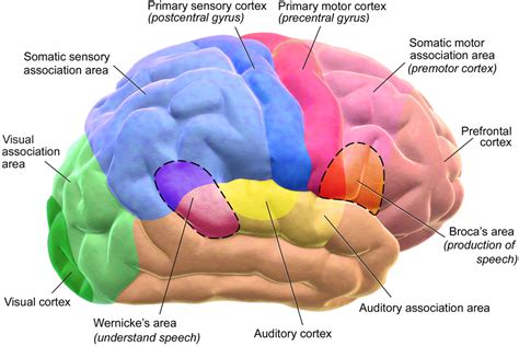 Visual Association Cortex