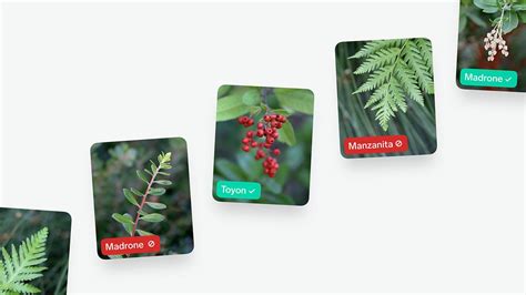 Lobe Microsofts Simplified Image Classification Application