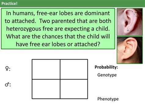 heredity traits of inheritance ppt