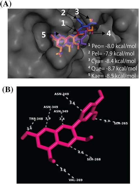 Ab Initio Protein Ligand Docking Of Hvudpgt Protein A Illustration Of