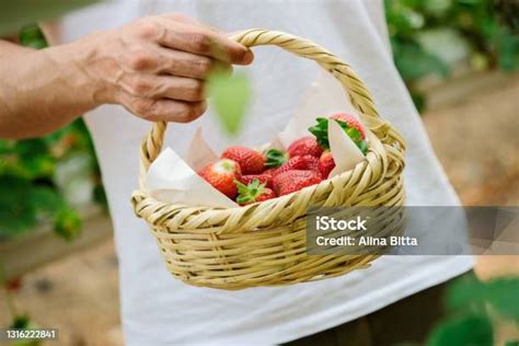 신선한 잘 익은 딸기로 가득 찬 바구니를 가진 남성 손 열매를 들고 농부는 딸기를 익은 열매의 수확 딸기 열매 상자를 들고 있는 남자의 손 개념에 대한 스톡 사진 및 기타