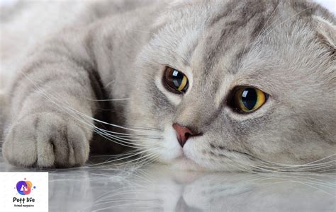 گربه اسکاتیش فولد، نژادی با ویژگی های منحصر به فرد پت لایف