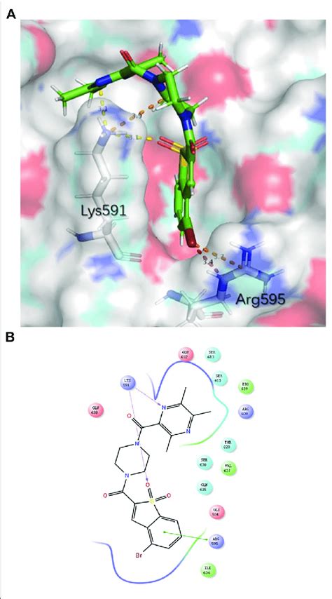 The Binding Mode Of Statmp 151 With Stat3 Pocket A Statmp 151