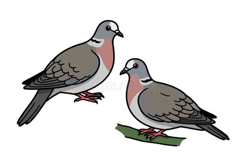 Cartoon Doves Turtle Two Stock Illustrations 19 Cartoon Doves Turtle