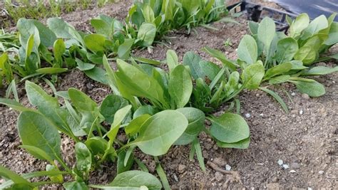 시금치 키우기 씨앗 재 파종시기 시금치 효능 네이버 블로그