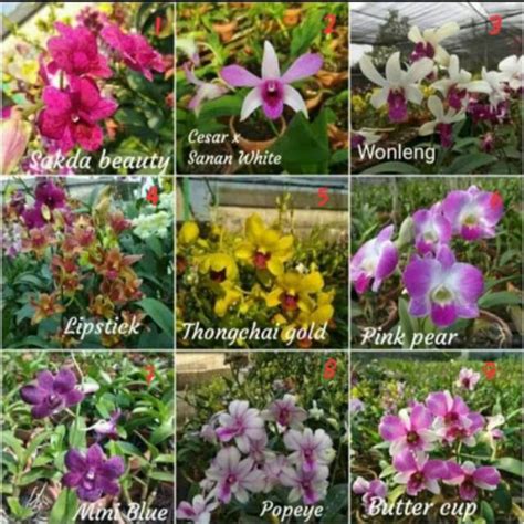 Jual Bunga Anggrek Dendrobium Bibit Anggrek Dendrobium Size Remaja Dewasa Shopee Indonesia