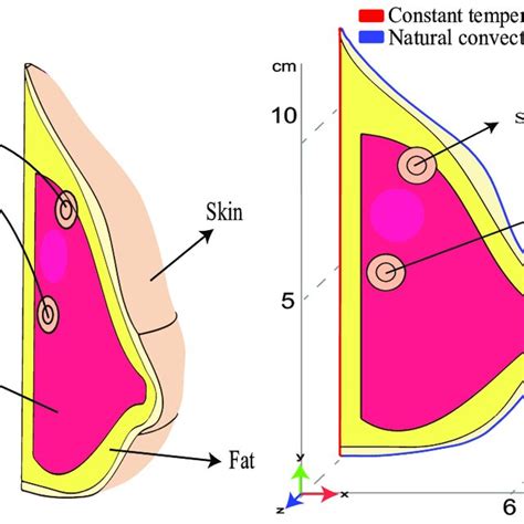 Numerical Breast Model A 3d Breast And B Boundary Condition Download Scientific Diagram