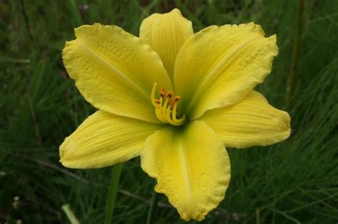 Buy Hemerocallis Green Flutter Online Swallowtail Daylilies