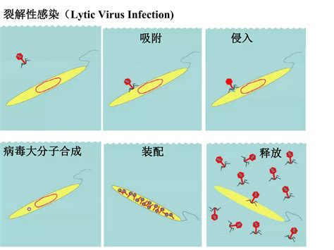 Part 7 Microbial Loop And Virus Ppt
