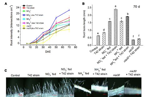 Figure 2 From Trichoderma Asperellum T42 Reprograms Tobacco For Enhanced Nitrogen Utilization