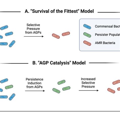 Two Different Models Of Viewing The Emergence Of Antibiotic Resistant