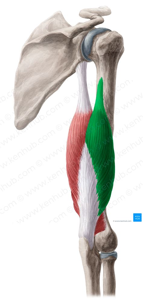Lateral Head Of Triceps Brachii Muscle 2399 Kenhub Image License Store