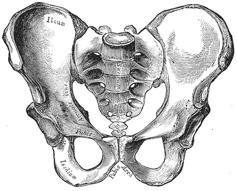 Sacrum Wikipedia