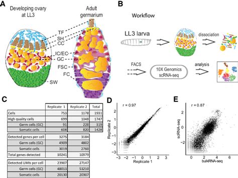 Scrna Seq Experiment Design And Statistics A Schematic Of A Download Scientific Diagram